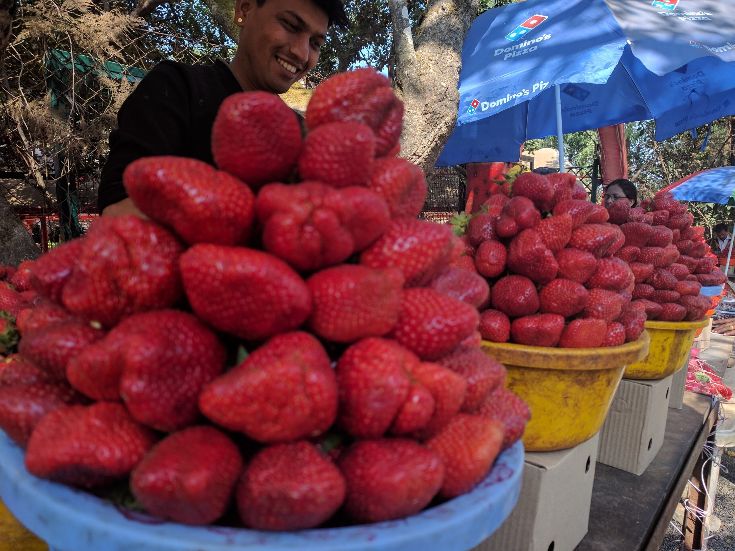 Chasing Strawberries in Mapro Garden, Panchgani, Mahabaleshwar – Life ...