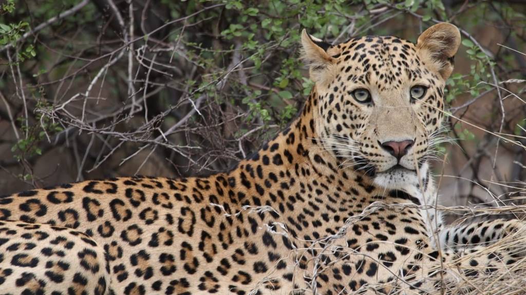 Meet the prince of Jhalana – Rana, the leopard – Life on weekends- Home