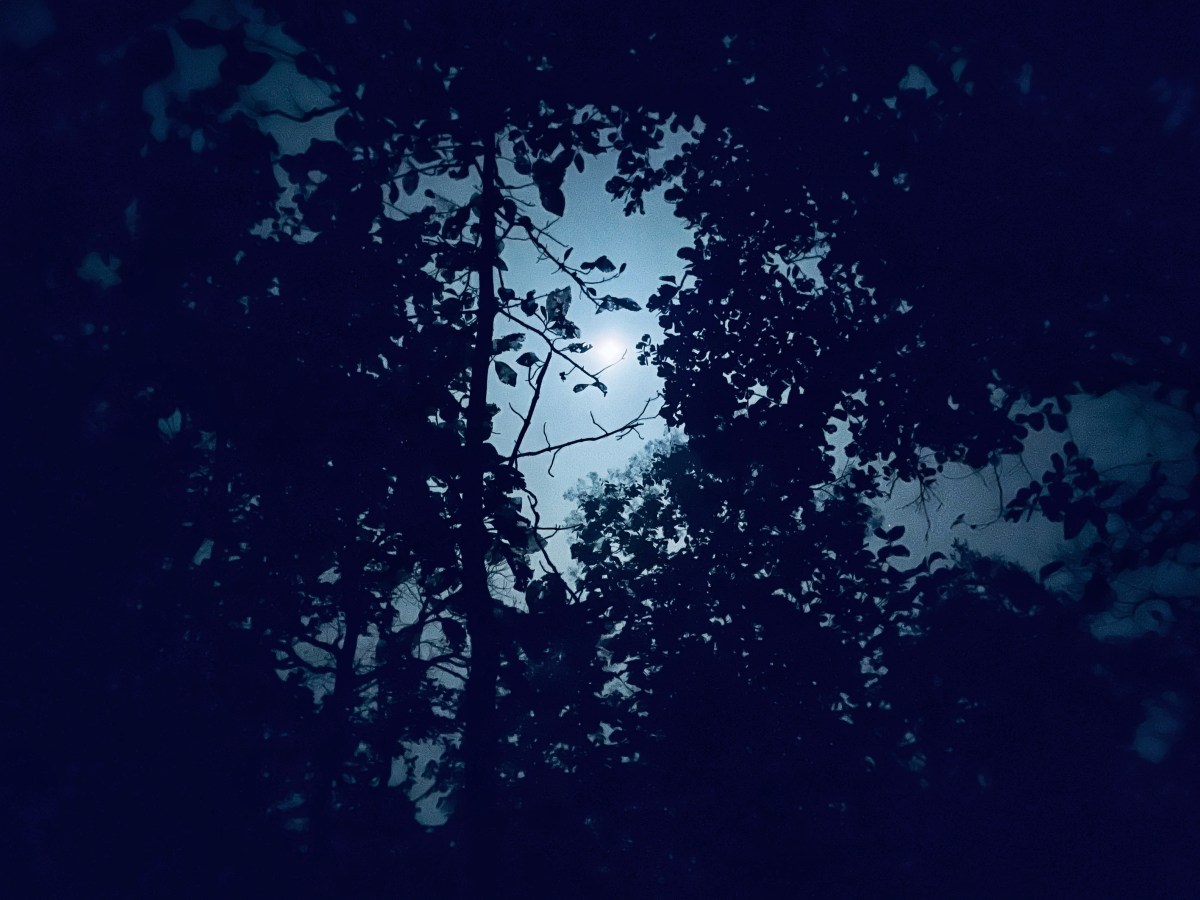 Pitch dark night and a pair of glowing eyes: the spooky yet thrilling ...